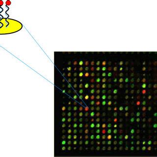 Image result for Microarray Gene Expression