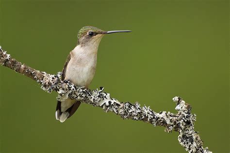 Image result for Ruby-throated Hummingbird