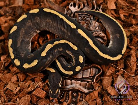 Image result for Dark Python Snake