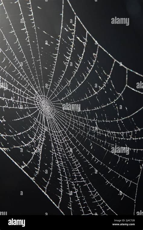 Image result for Spider Web Pattern Background