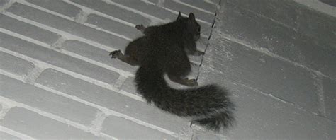 Image result for Squirrel Poison Pellets