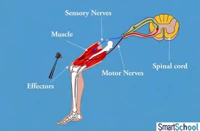 Image result for Reflex Animation