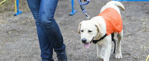 Image result for Training a Guide Dog