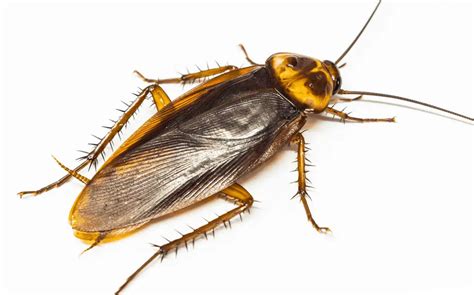 Image result for Japanese Cockroach