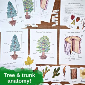 Image result for Tree Lesson
