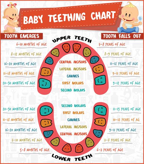 Image result for Teething Chart