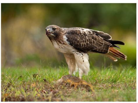 Image result for Rabbit Predators