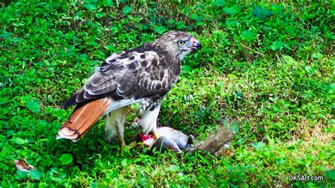Image result for Red Tail Hawk Caatching Squirrel