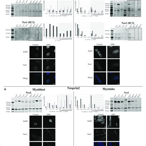 Image result for Nuclear Envelope Localization