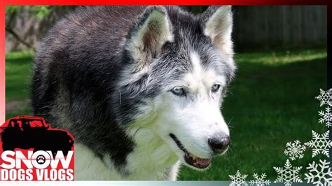 Image result for Snow Dogs Vlogs Mail