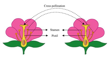 Image result for Examples of Self Pollination