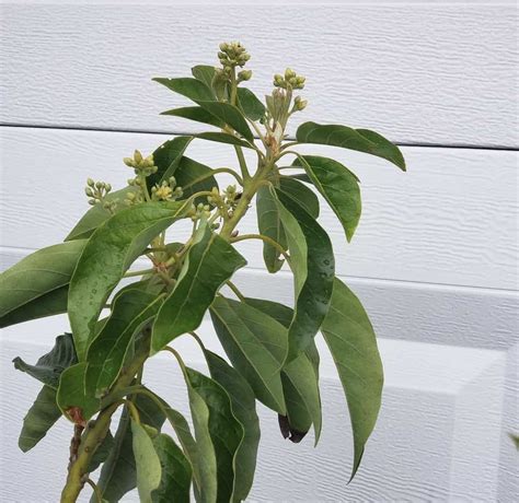 Image result for Self-Pollinating Avocado Tree