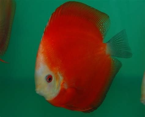 Image result for Rare Discus Fish