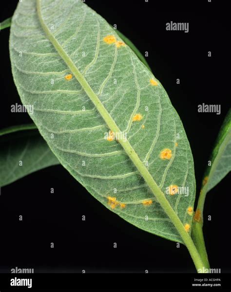 Image result for Willow Tree Rust