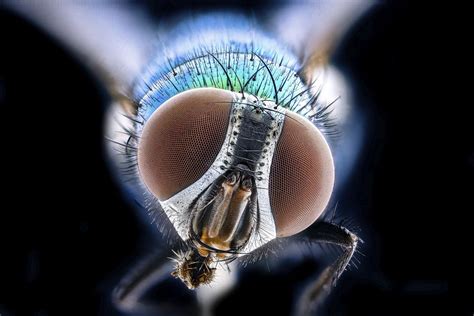 Image result for Fly Front Face