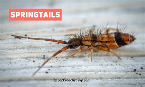 Image result for Cockroach Look Alike