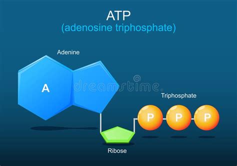 Image result for ATP Structural Formula