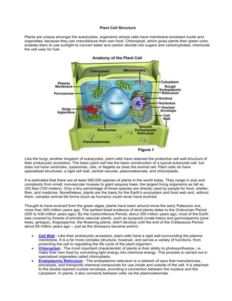 Image result for Plant Cell Structure and Function