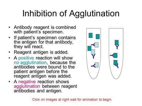 Image result for Complement Fixation Animation