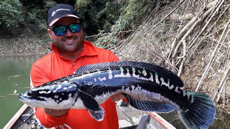 Image result for Snakehead Fish Hunting