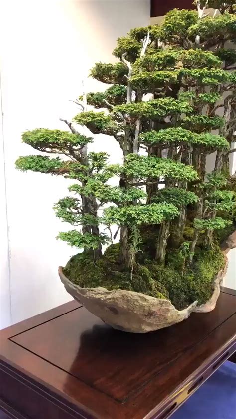 Image result for DIY Java Moss Bonsai Tree