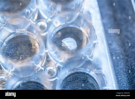 Image result for Mice Brain Dissection