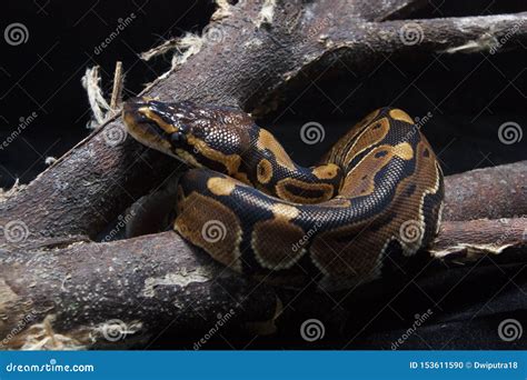 Image result for Python Regius Rat