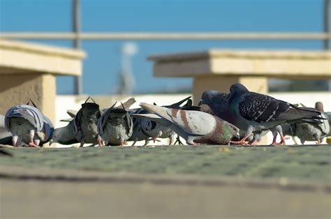 Image result for Python and Birds