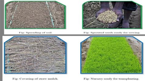 Image result for Chapter 12 Milled Rice