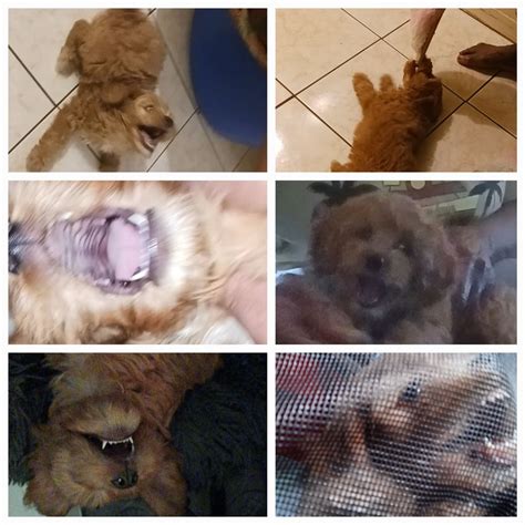 Image result for Cavapoo Pup