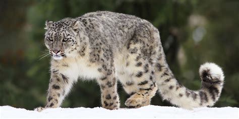 Image result for Snow Leopard Front View