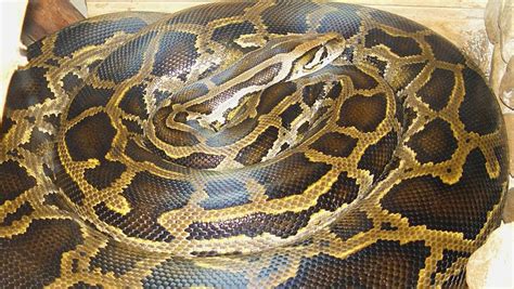 Image result for 20Ft Python