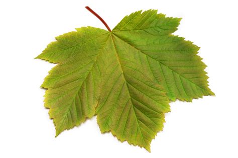 Image result for Maple Syrup Tree Leaf