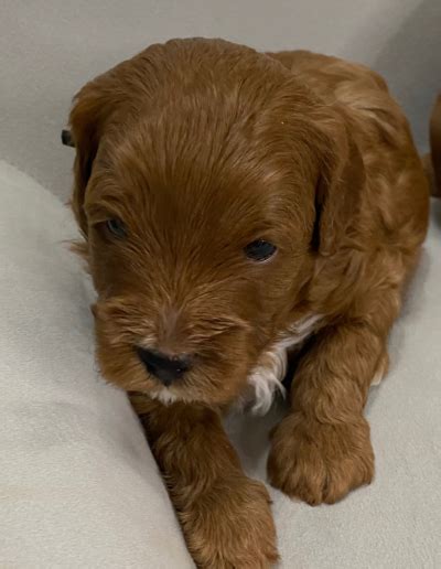 Image result for Golden Cavapoo