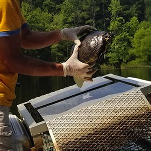 Image result for How to Build a Turtle Trap