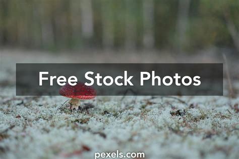 Image result for Fungus Reproduction