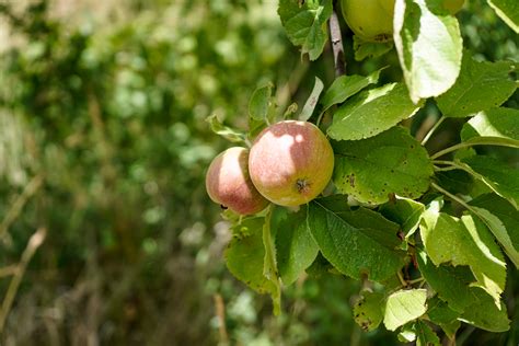 Image result for Self-Pollinating Apple Tree