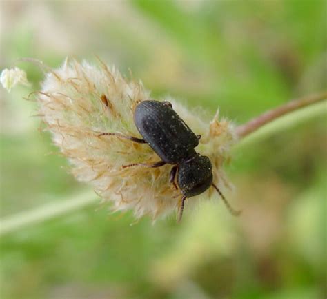 Image result for Insect Musicians