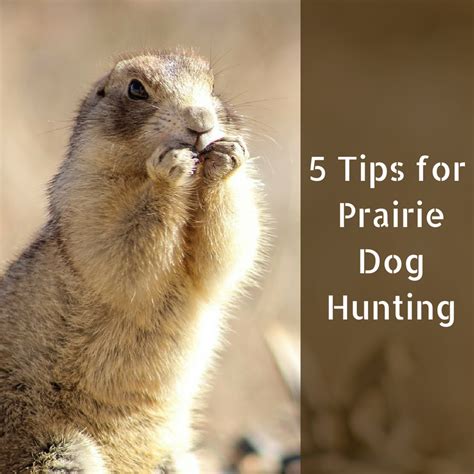 Image result for Prairie Dog Hunting Tips