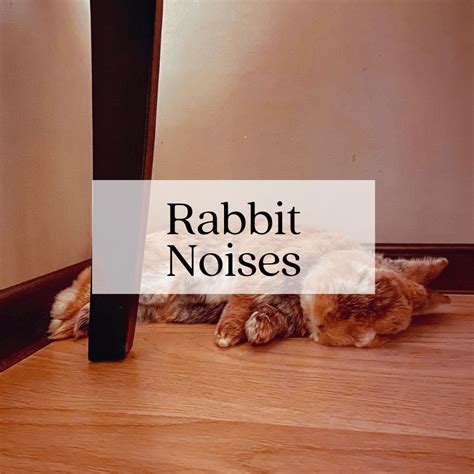 Image result for Rabbit Squeaking