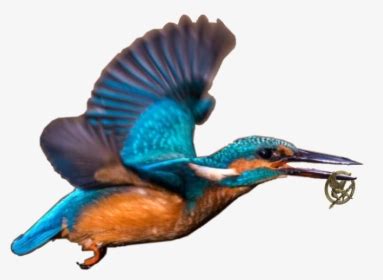 Image result for Mockingjay Pin Hunger Games Symbol