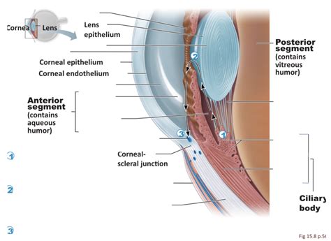 Image result for Aqueous Humor Eye Function