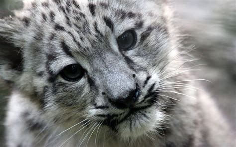 Image result for Snow Leopard Computer Wallpaper