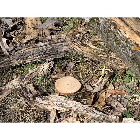 Image result for Split Log Rusti