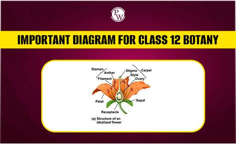 Image result for Class 12 Botany Chapter 1