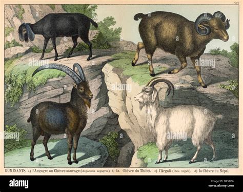 Image result for Types of Goats