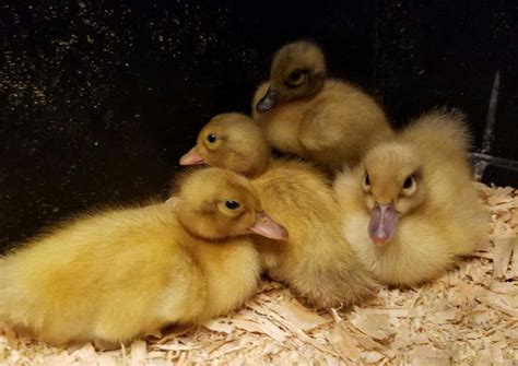 Image result for Brooding Ducks