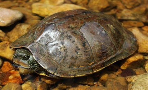 Image result for Northern Map Turtle Life Cycle