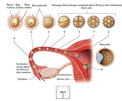 Image result for Invagination