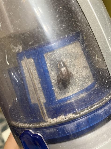 Image result for NYC Cockroach